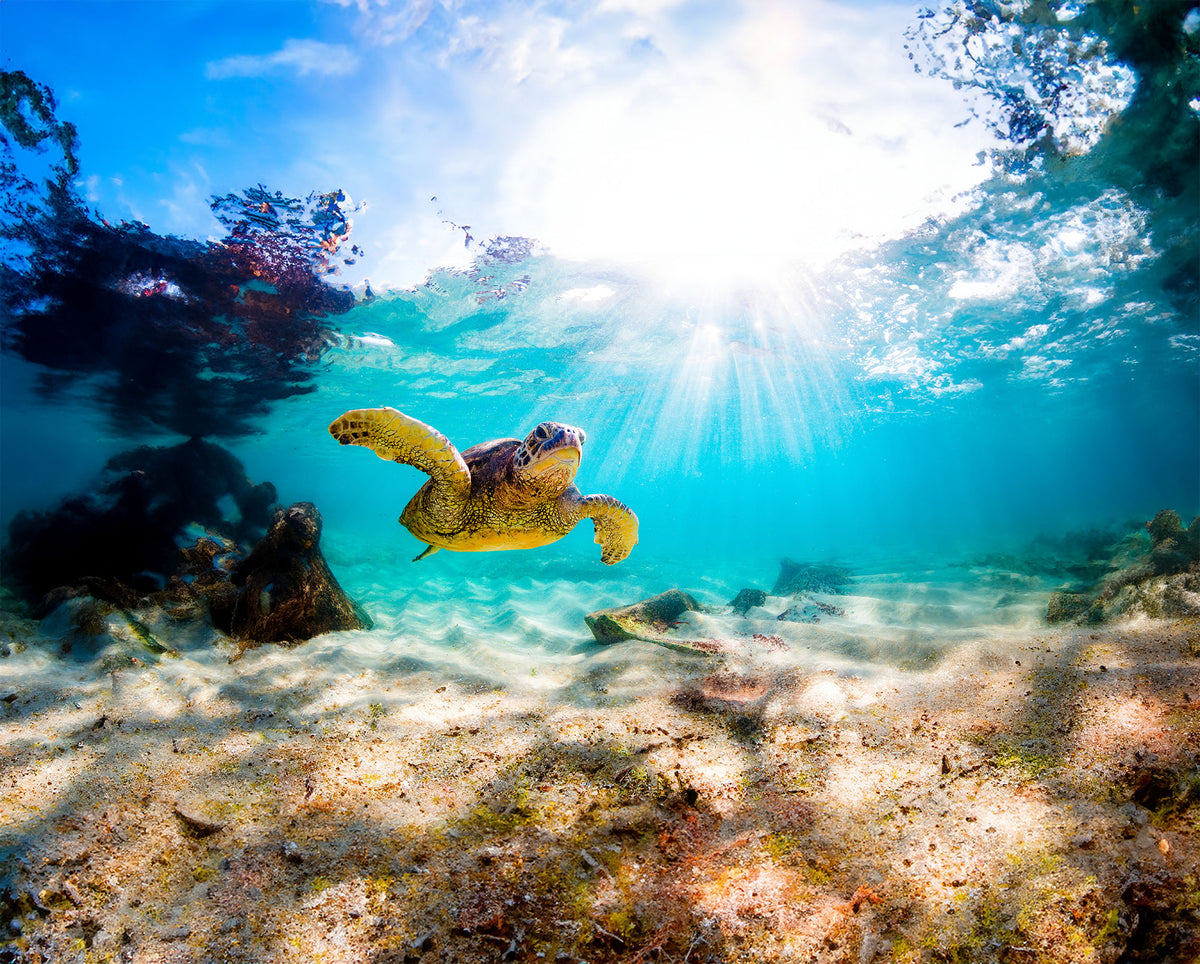 Apco Membership – Bonelk Australia